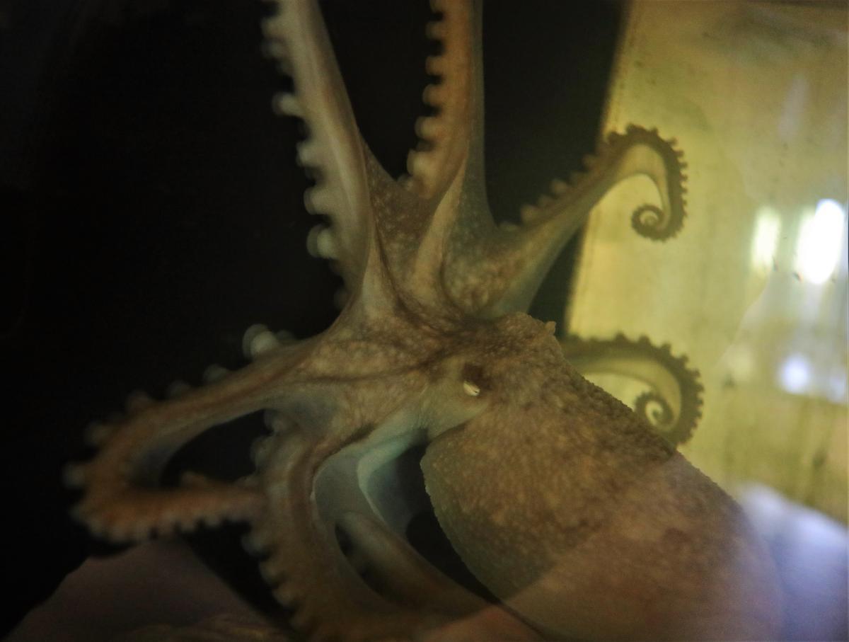 Inktvis Joe Baldje geniet weer van vrijheid in zee - KW.be