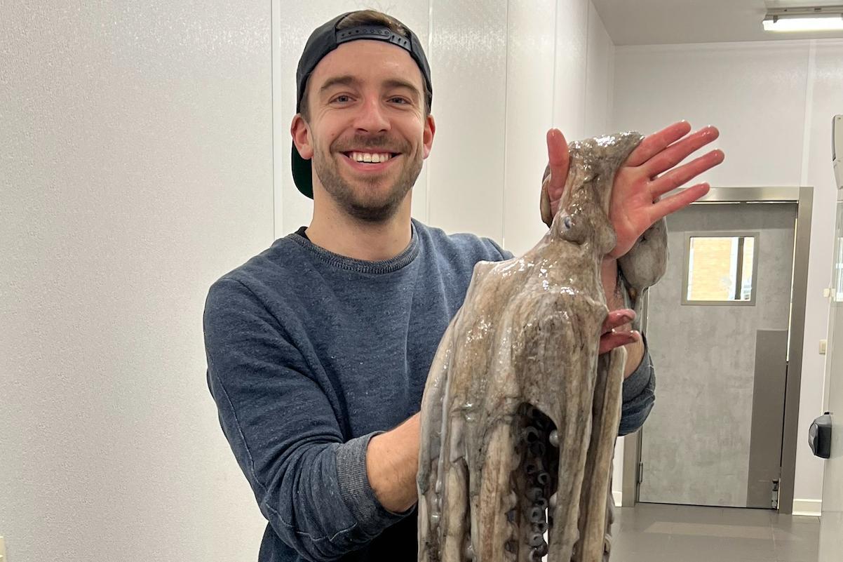 Tweede meest gevangen soort in Noordzee? Inktvis! - KW.be