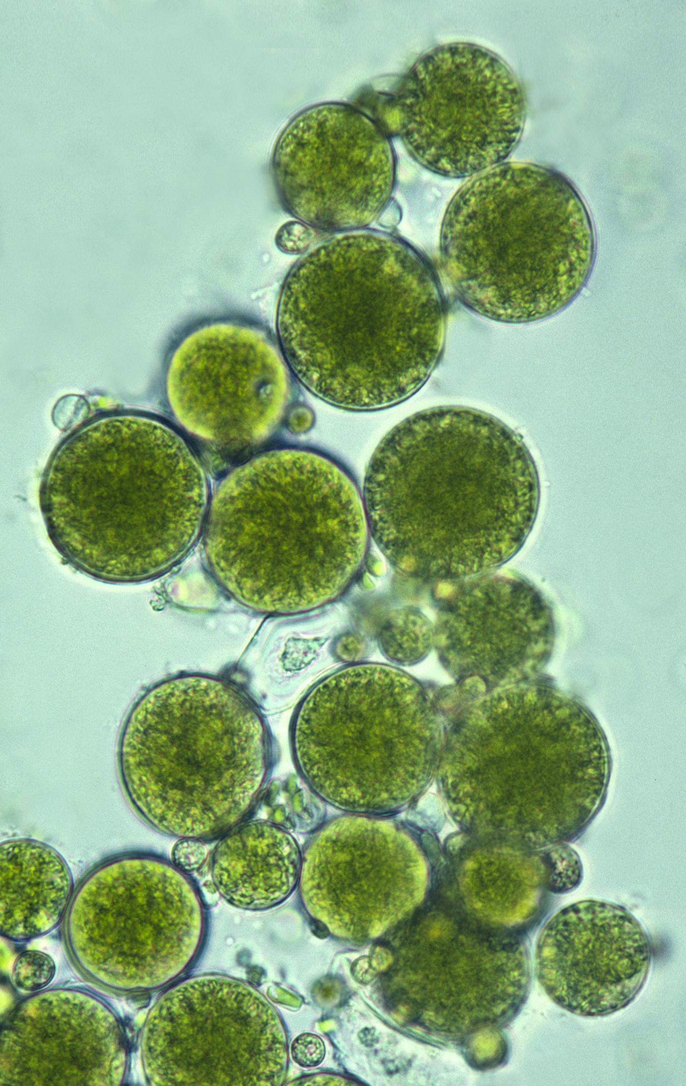 Duurzame kost: Vlaamse boeren experimenteren met microalgen in mobiele ...