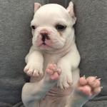 VIDEO: 'Stinky Linky' is wellicht de schattigste Frenchie pup op Instagram