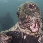 On vous présente le phoque le plus cool du monde