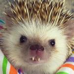 Ce hérisson vampire nous file la chair de poule