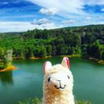 LOL: lama verovert de wereld