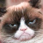 Grumpy Cat, le chat qui boude, réclame 1,8 million de dollars