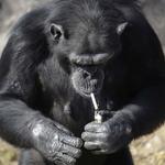 DÉGOÛTANT: ce singe fume dans un zoo et les passants adorent