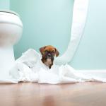 Zo moet je wc-rol hangen: de enige correcte manier - Libelle