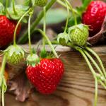 Nu doen: uitlopers van aardbeien planten - Libelle