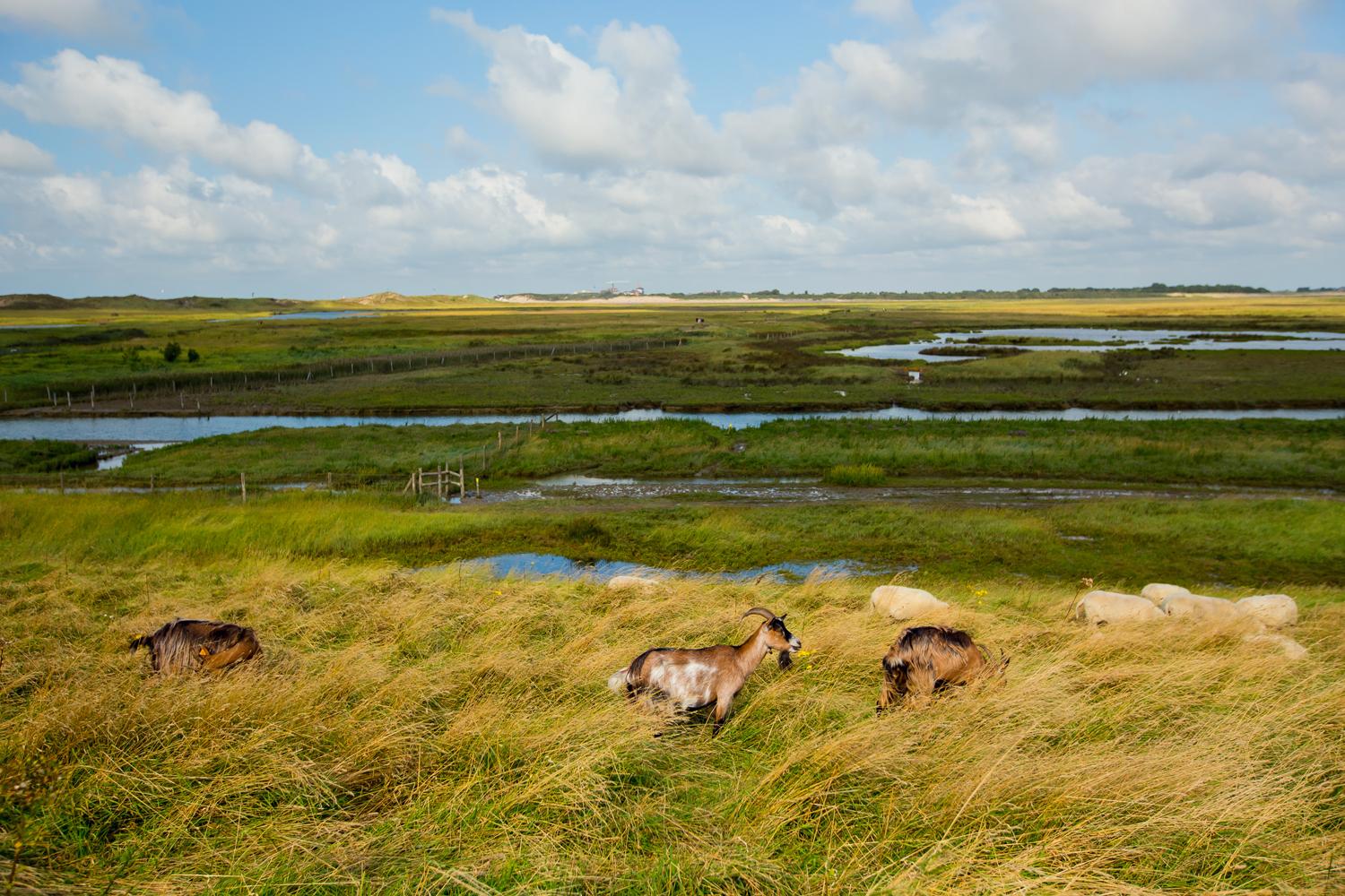L'extension du Zwin, refuge de plus en plus d'espèces d'oiseaux et de ...