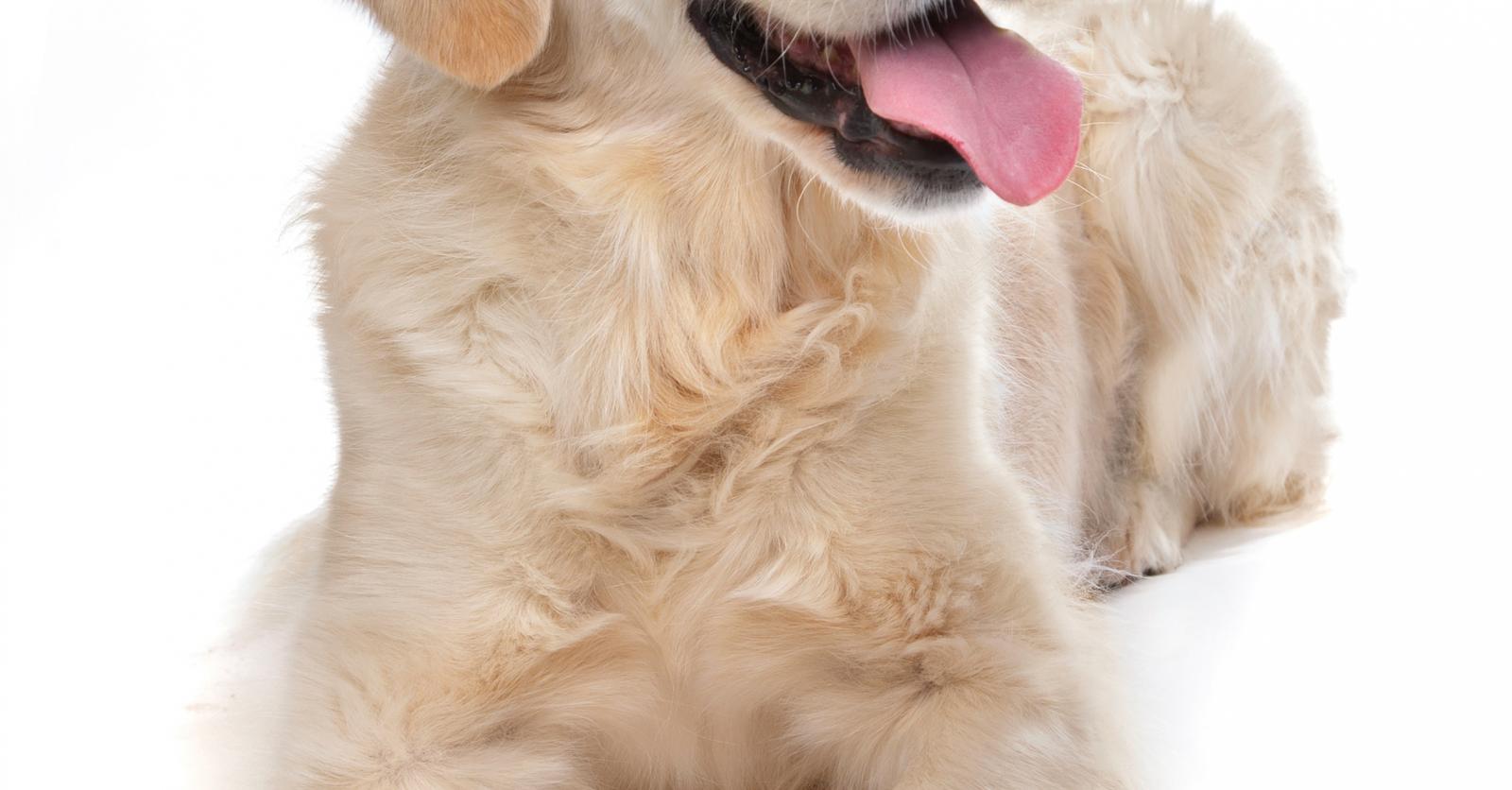 Votre chien aussi peut avoir un problème de hanche! - Femmes d'Aujourd'hui