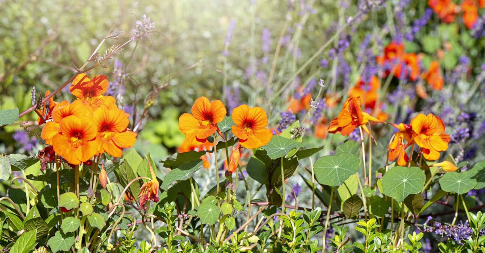 4 atouts des fleurs au potager - Femmes d'Aujourd'hui