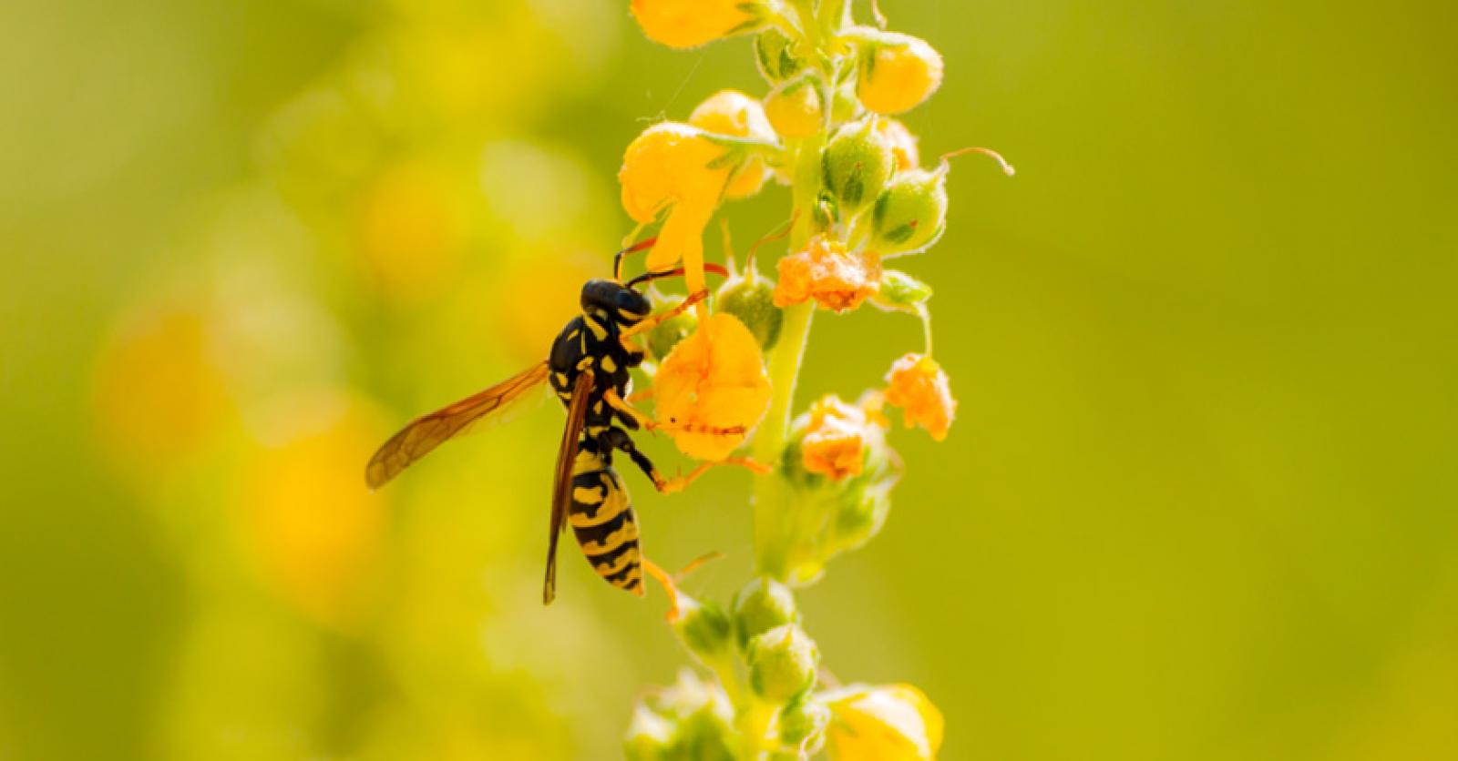 Wespen: daarom zijn ze nuttiger dan je denkt - Libelle