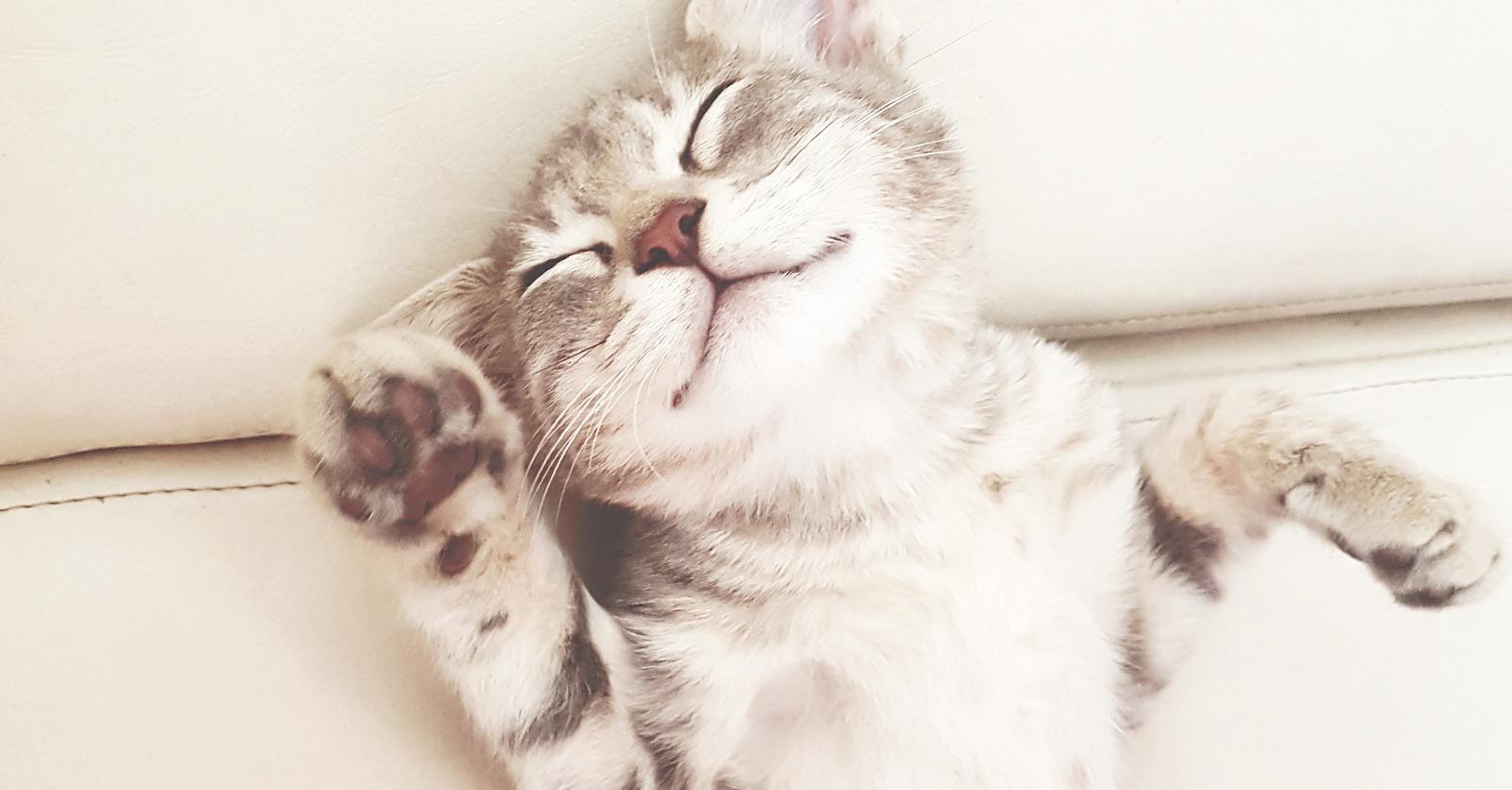 Pour sourire à votre chat, il faudrait cligner des yeux