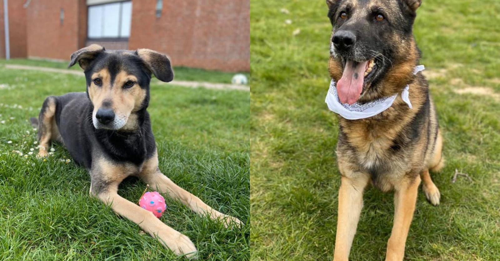 Ces 8 chiens, en refuge depuis trop longtemps, n'attendent que vous ...