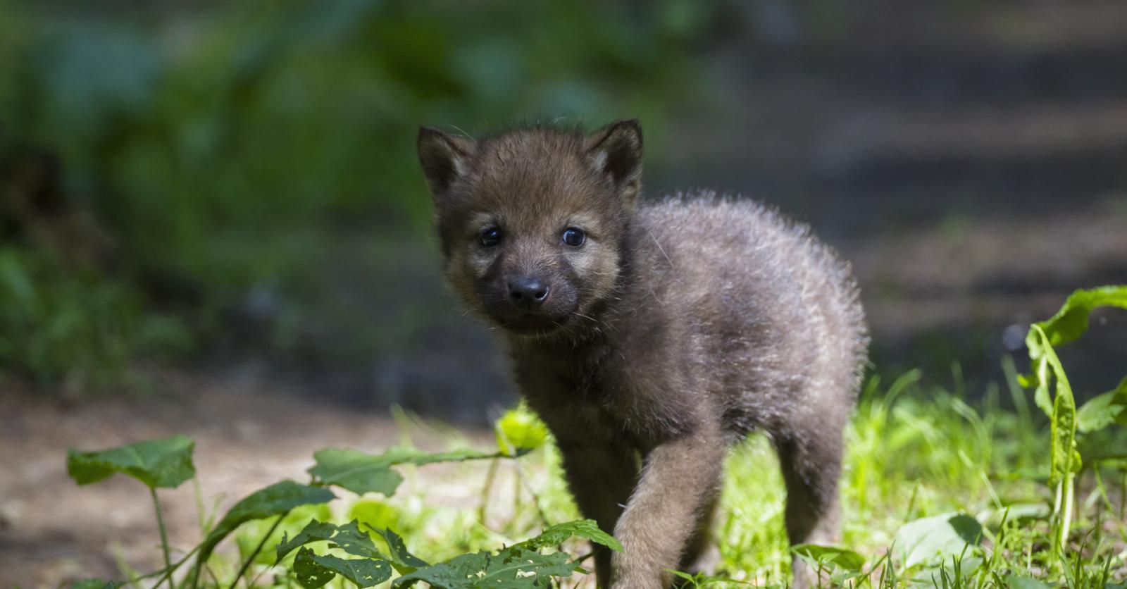 Une portée de louveteaux a été aperçue dans les Hautes Fagnes