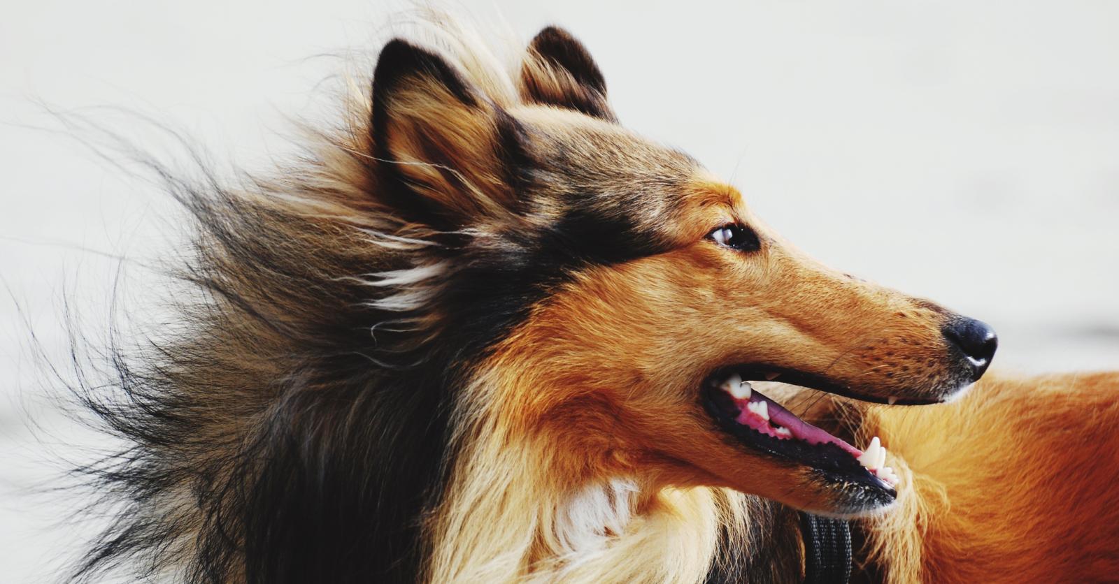 La description hilarante de cette colley à adopter fait fondre la toile