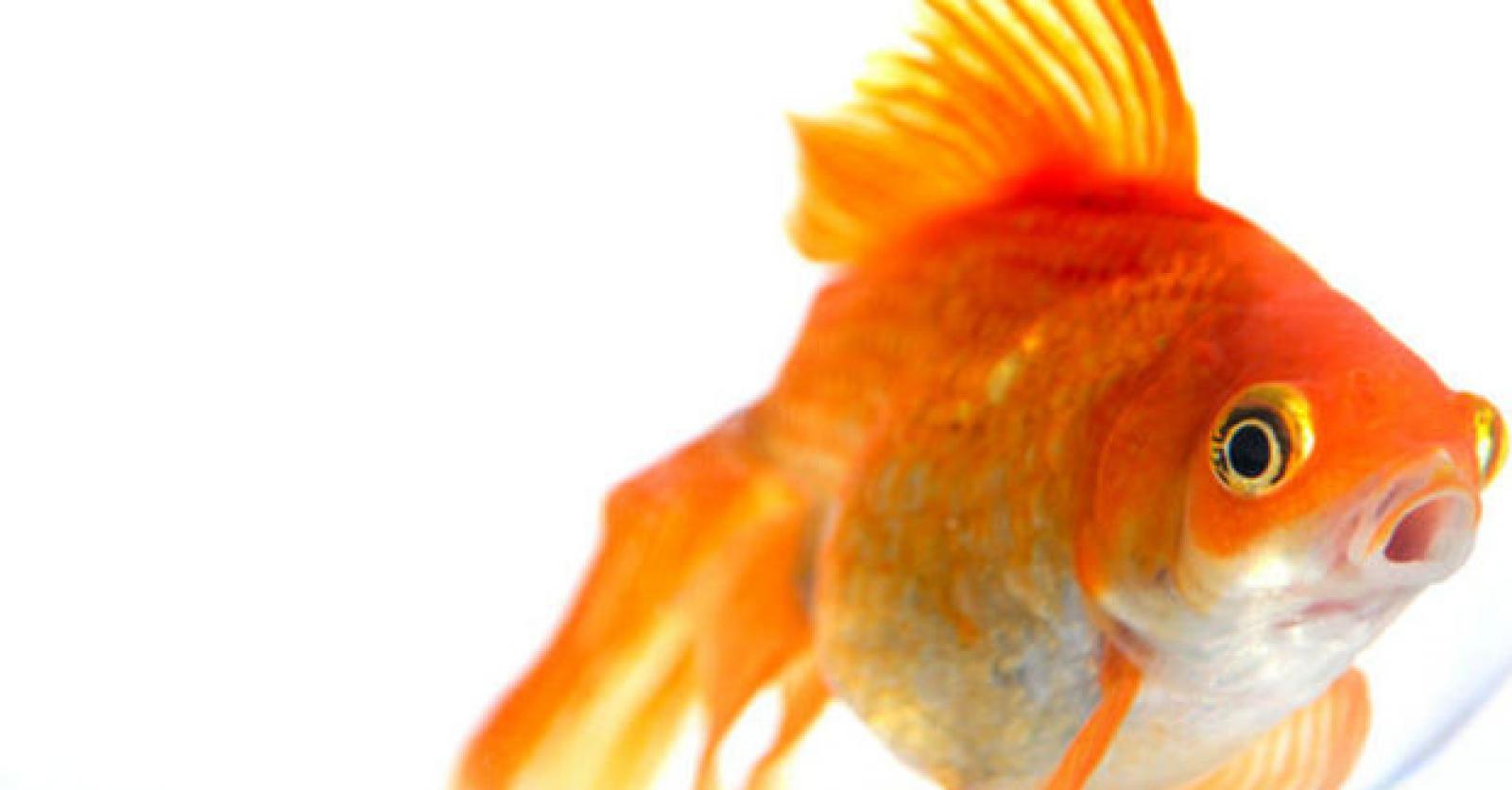 Deze aprilvissen namen u dit jaar beet