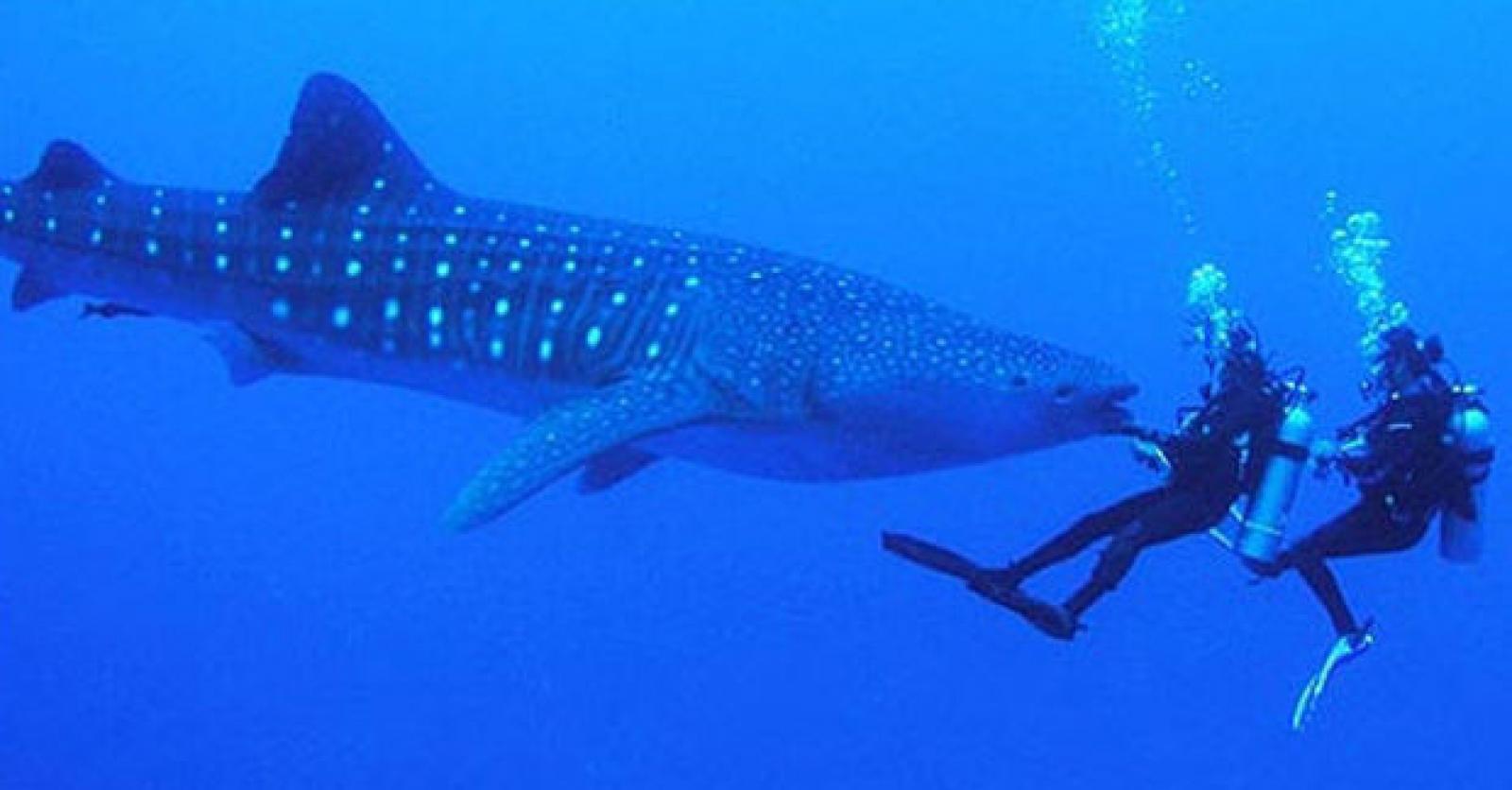 De grootste vis ter wereld