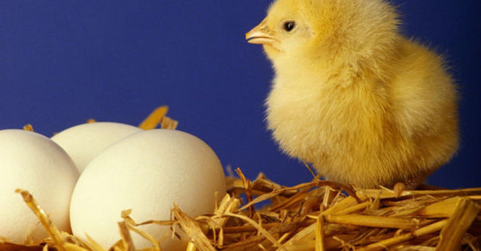 Eindelijk bewezen: "Kip kwam voor het ei"