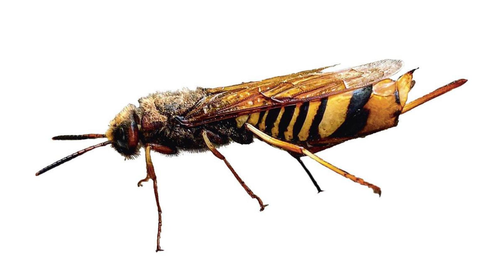 Beestenboel: de berkenreuzenhoutwesp is gigantisch, maar steekt ...