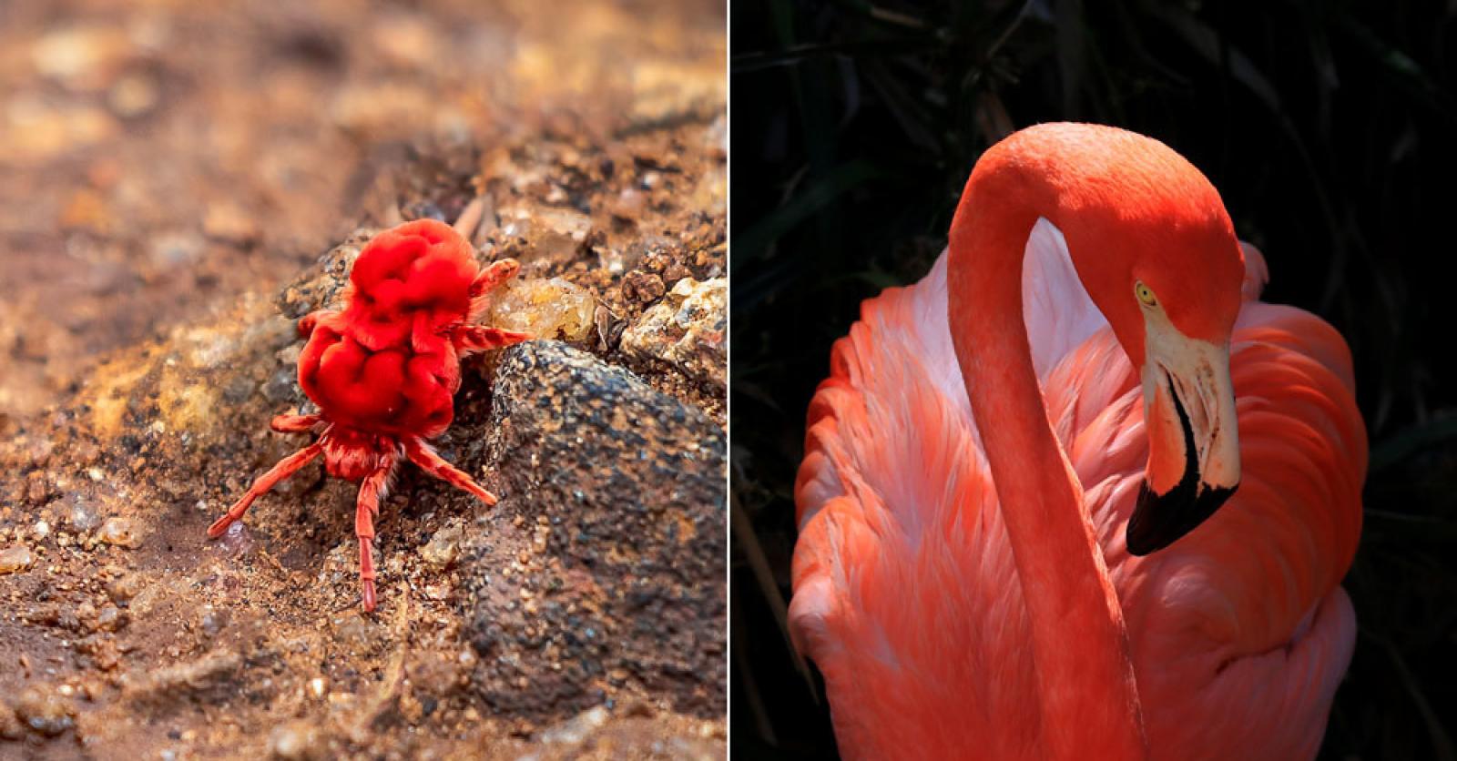 Opmerkelijk: mijten en flamingo's gebruiken zelfde gen om rood te worden