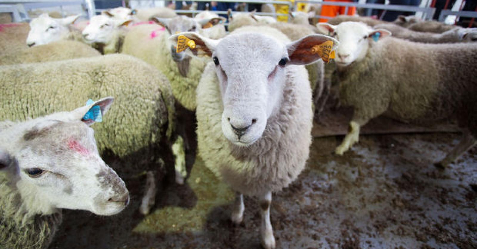 Onverdoofd slachten definitief verboden vanaf 2019