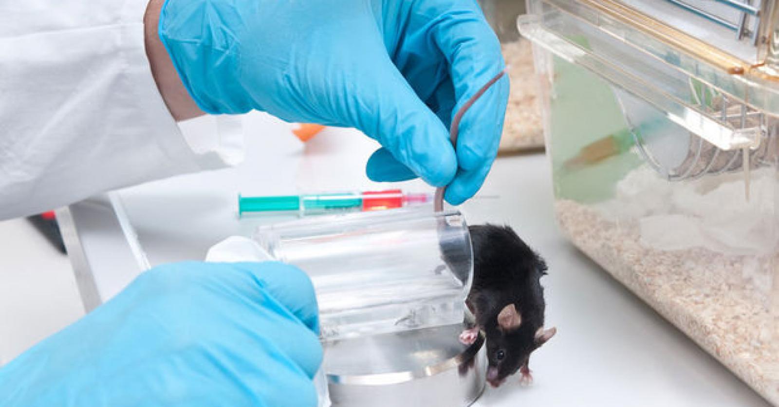 Dierenarts André Menache: 'Dierproeven zijn minder betrouwbaar dan een ...