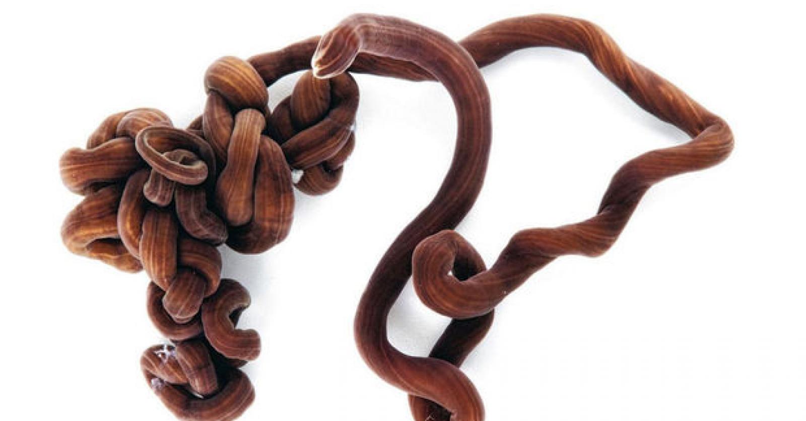 Beestenboel: het gif van de snoerworm kan misschien dienen als insecticide