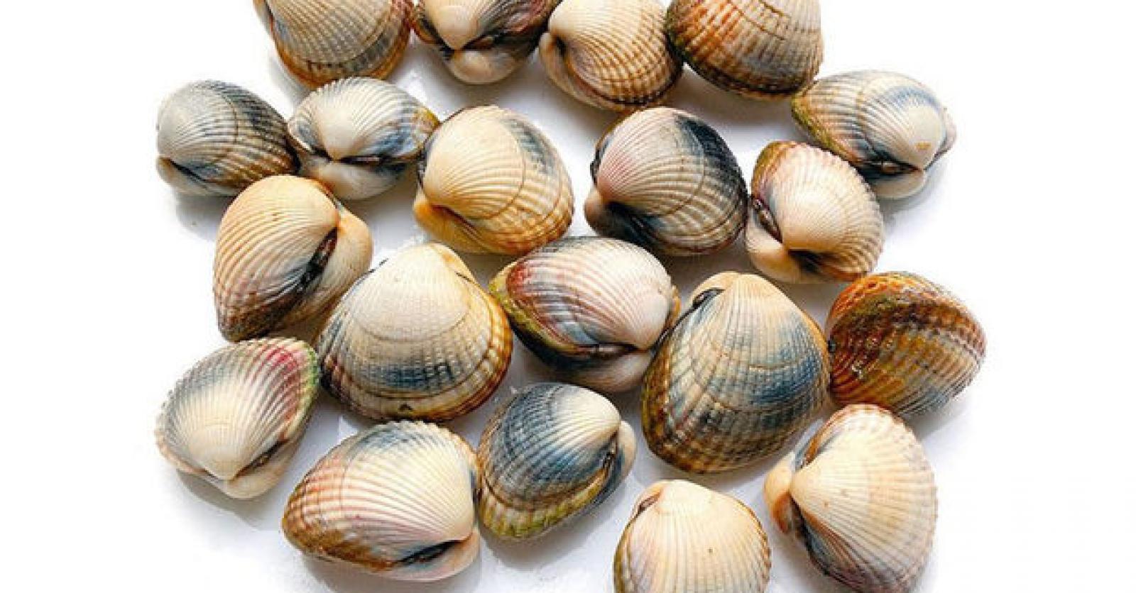 Beestenboel: kokkels al populair als voedsel in de prehistorie