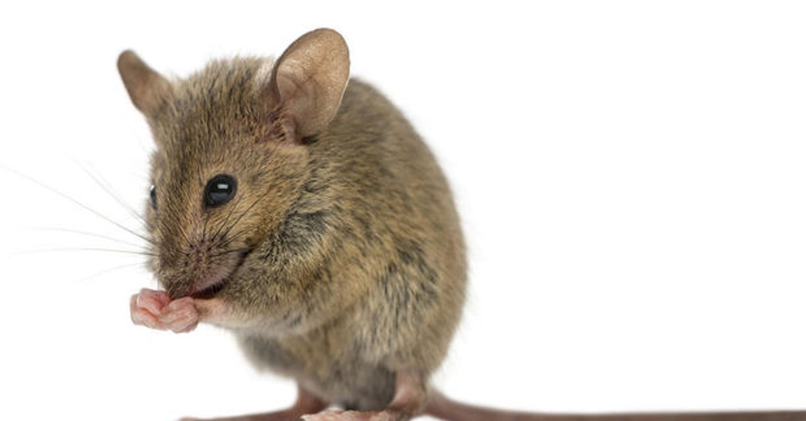 Beestenboel: de huismuis wilde het mensenrijk voor zich alleen