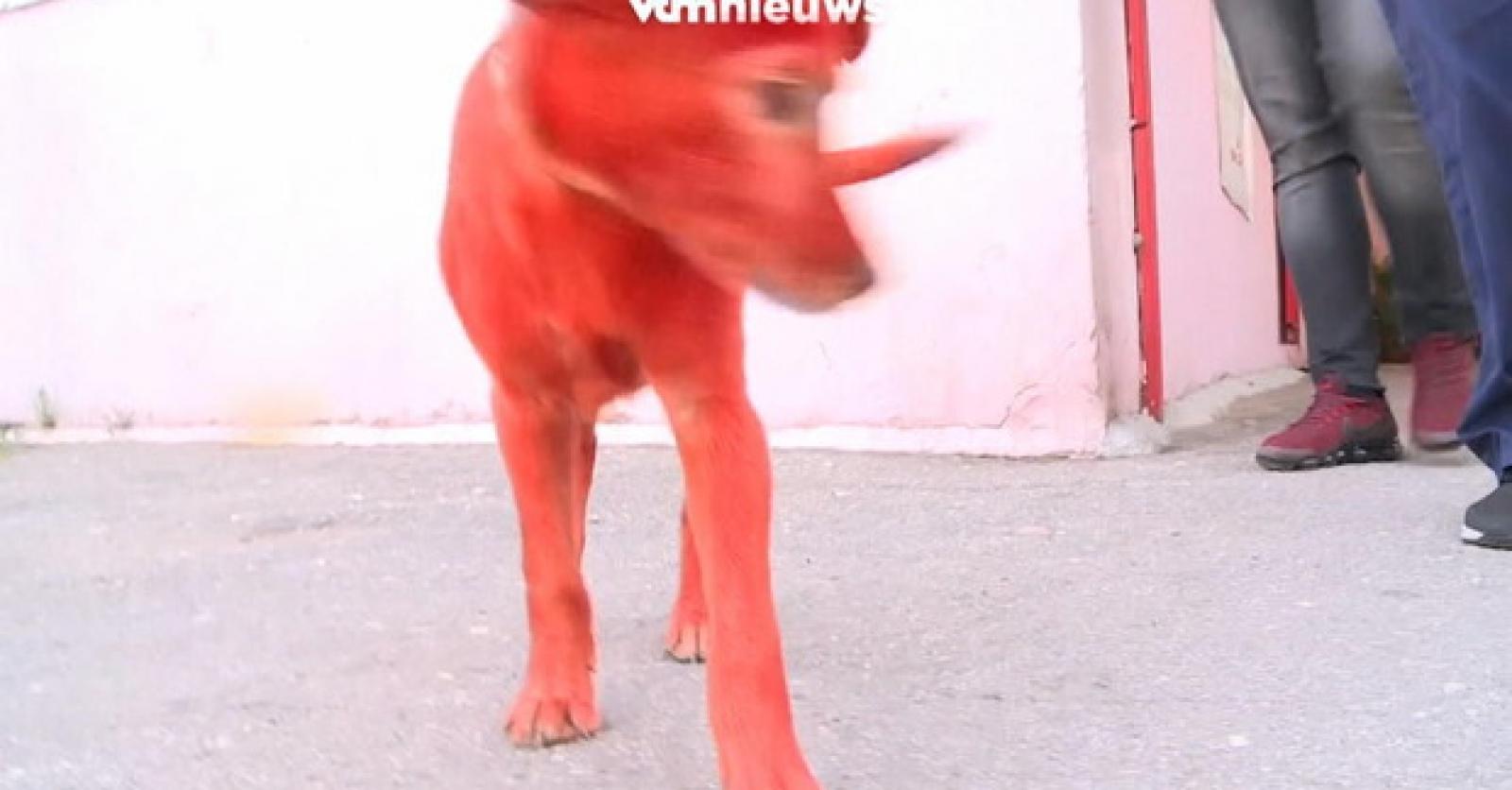 Pure mishandeling: hond rood geverfd