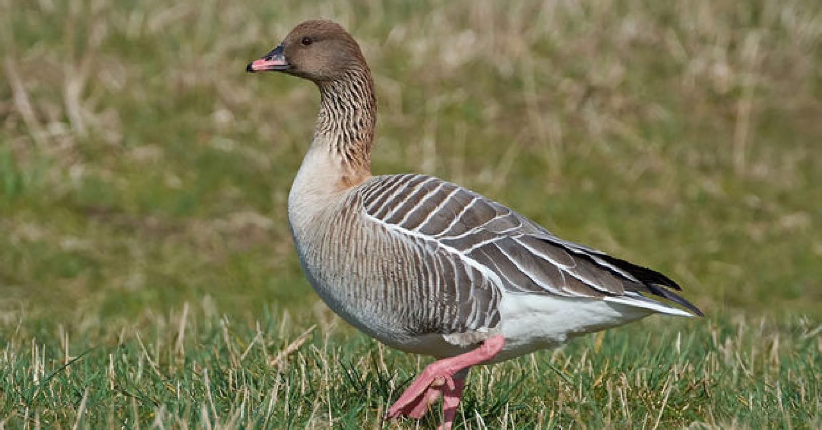 Beestenboel: de kleine rietgans verdwijnt uit België