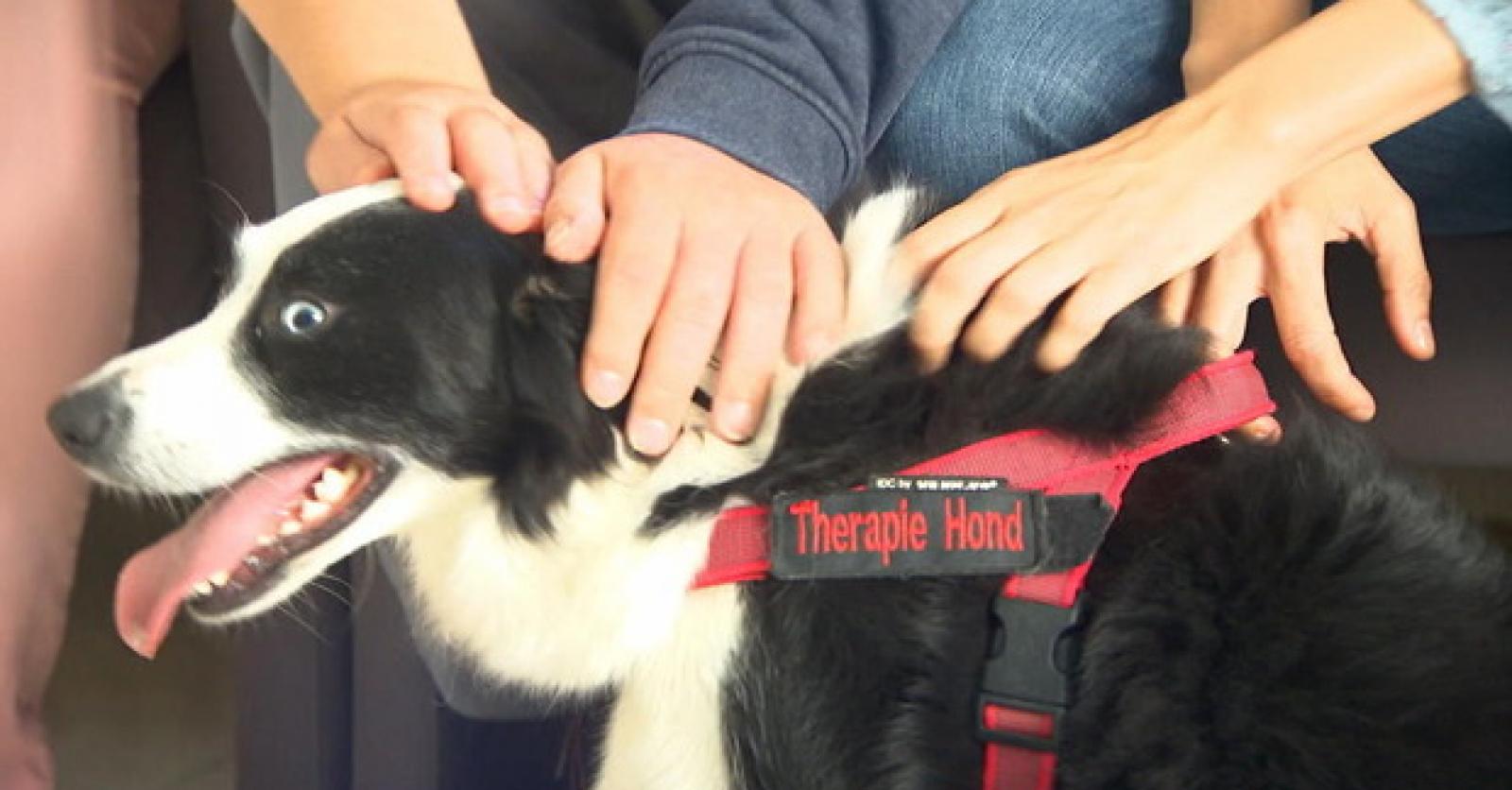 Therapiehond is de held van dit zorgcentrum