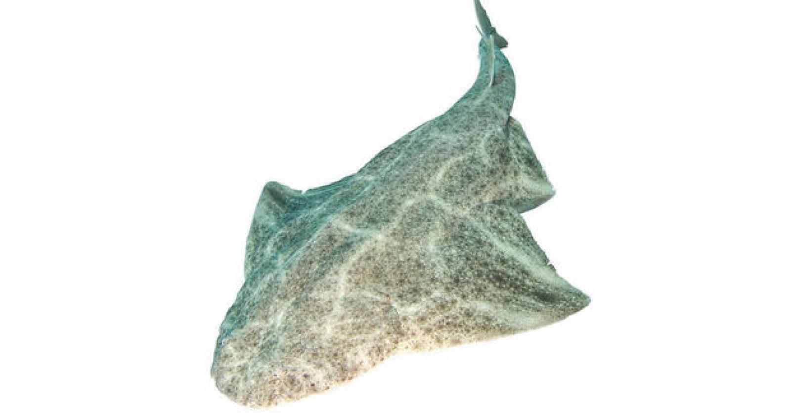 Beestenboel: de zee-engel is op uitsterven na dood