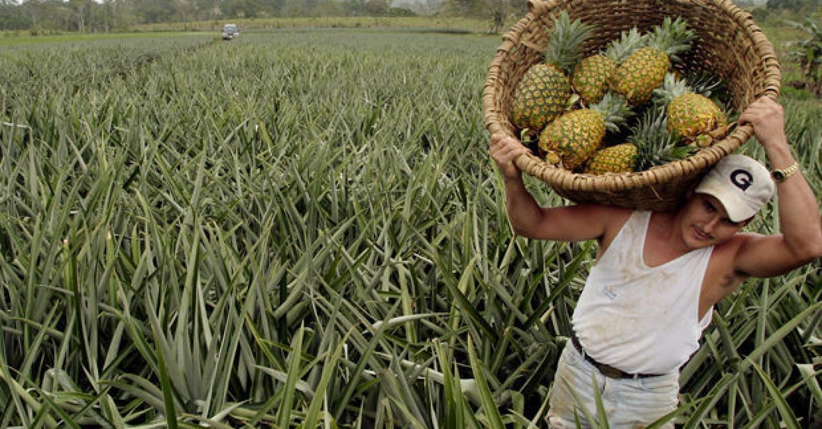 Ananasteelt van multinational zet Costa Ricanen zonder water