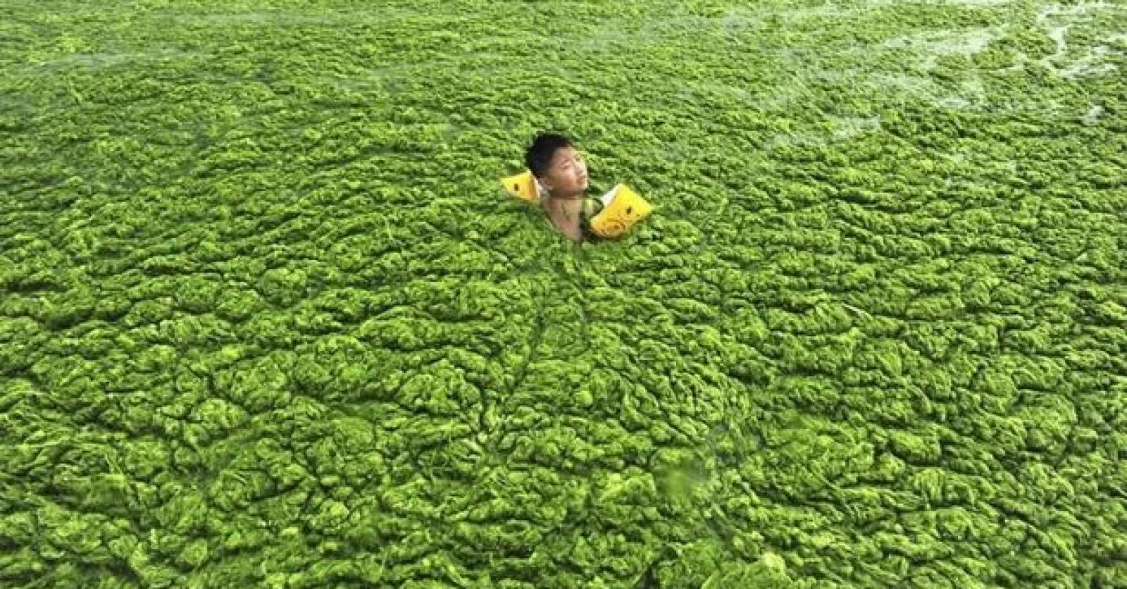 Chinese Gele zee kleurt groen