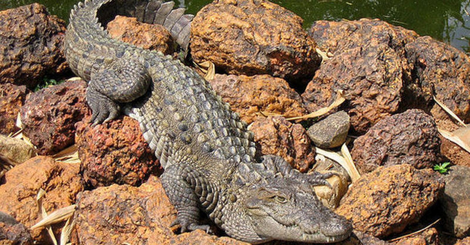 Grote zoekactie naar krokodil in rivier in Oostenrijk