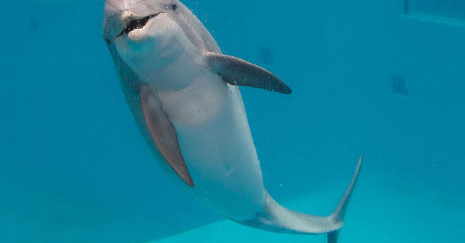 Dolfijn Roxanne is bevallen van een 'jongen'