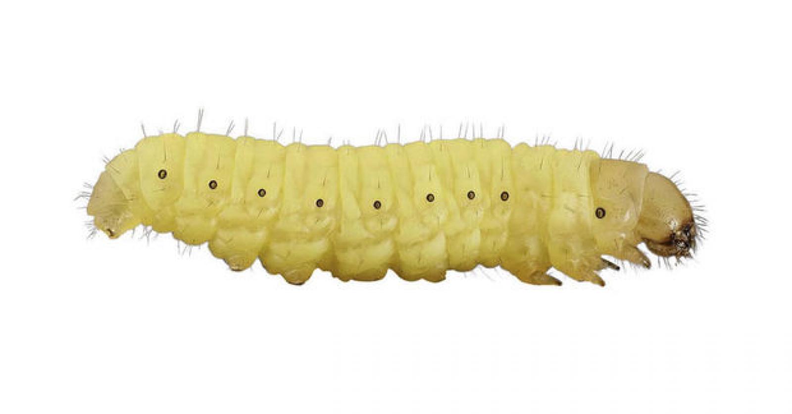 Beestenboel: de rupsen van de grote wasmot zouden in staat zijn plastic ...