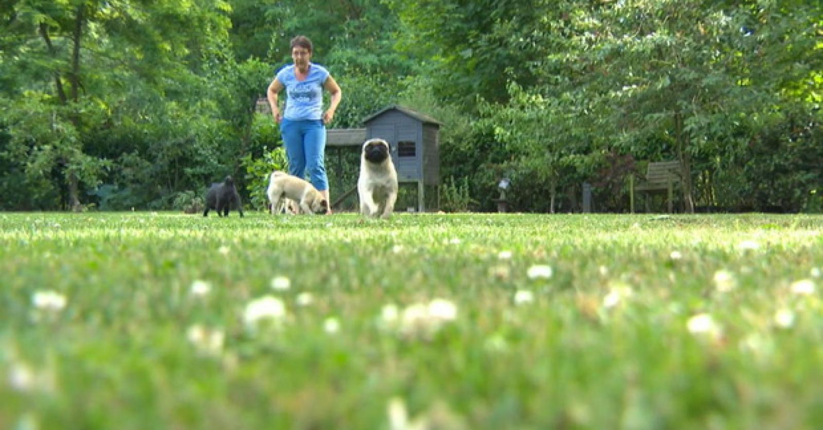 Met deze tips herken je een broodfokker