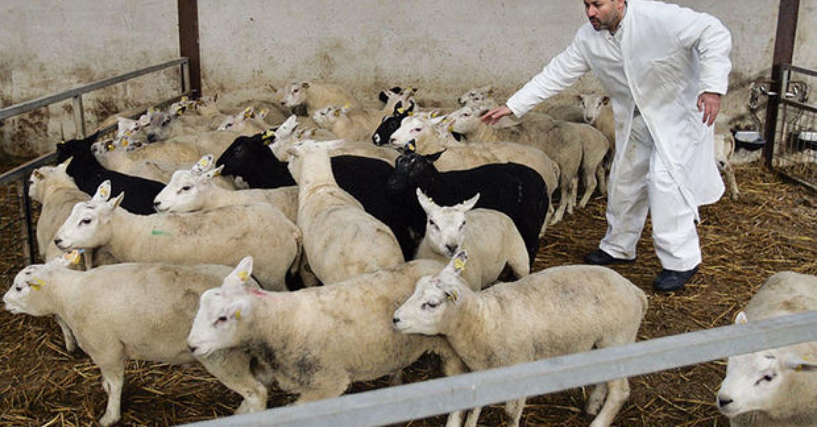 Vlaamse meerderheid bereikt akkoord over verbod op onverdoofd slachten