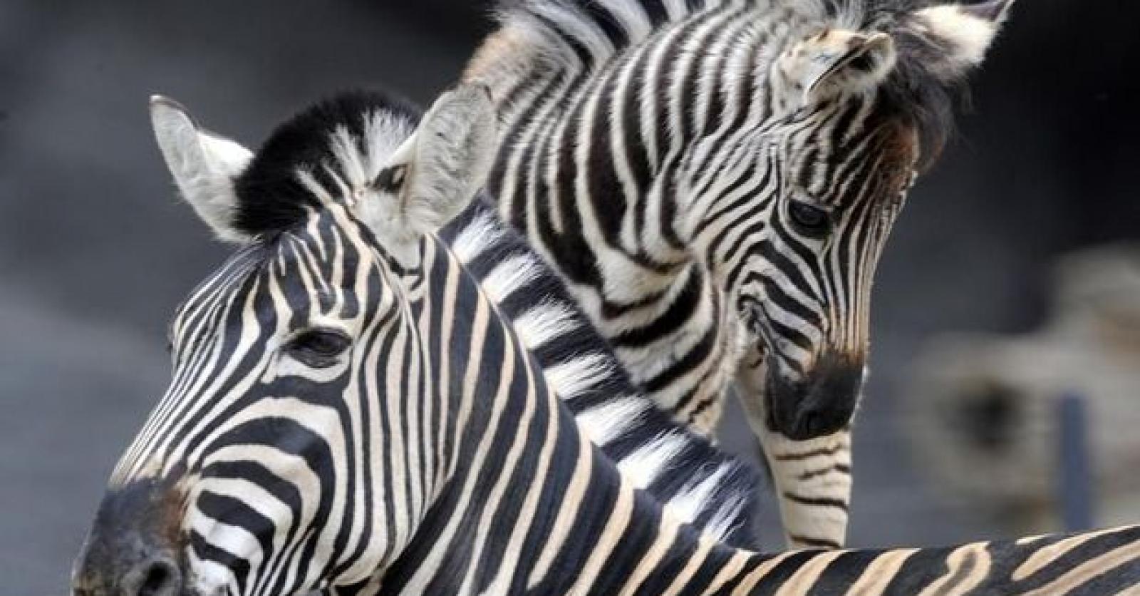 Mysterie van de dag: waarom hebben zebra's strepen?