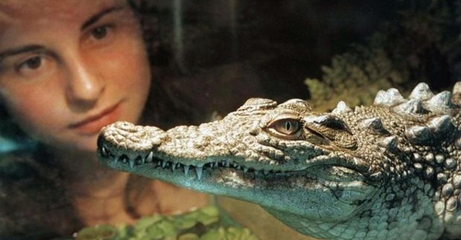 Hond, voetbal, luier: het dieet van de zeekrokodil