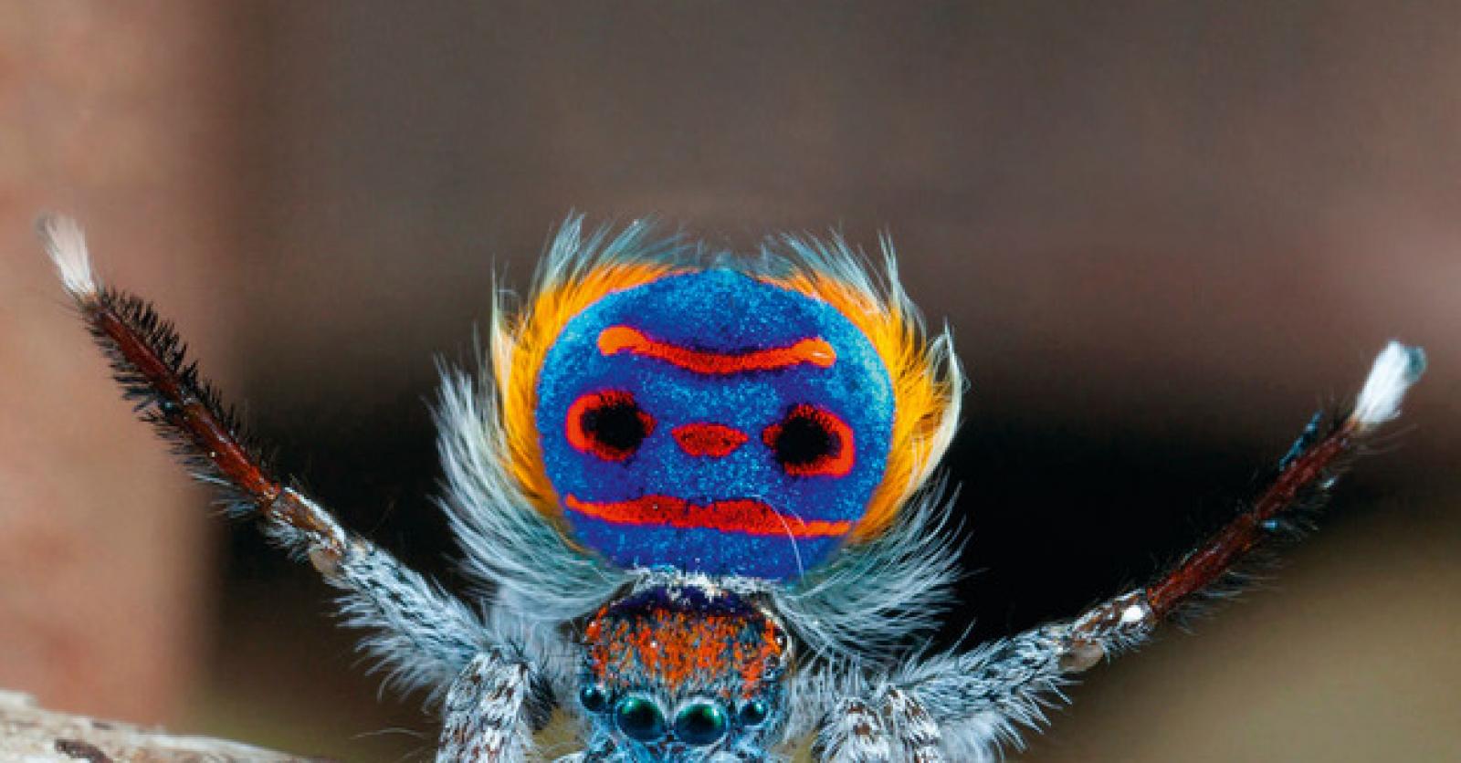 Fleurige pauwspin