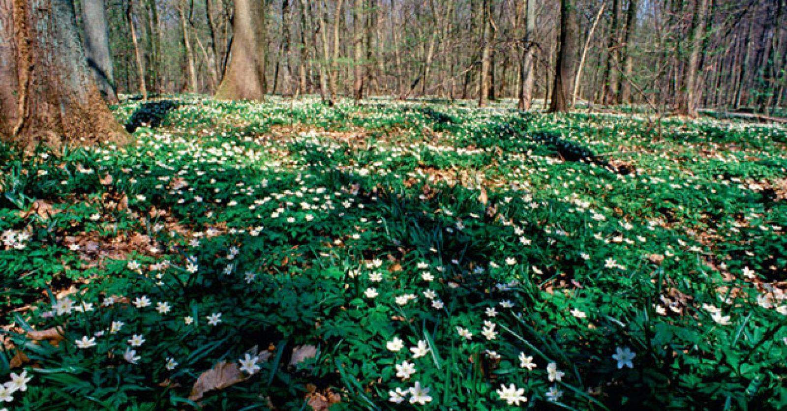 Opwarming brengt natuur in beweging