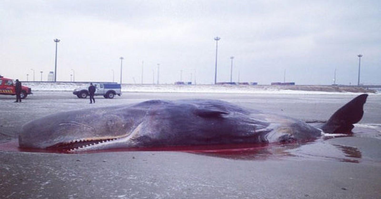 Potvis wordt versneden en gedeeltelijk bewaard