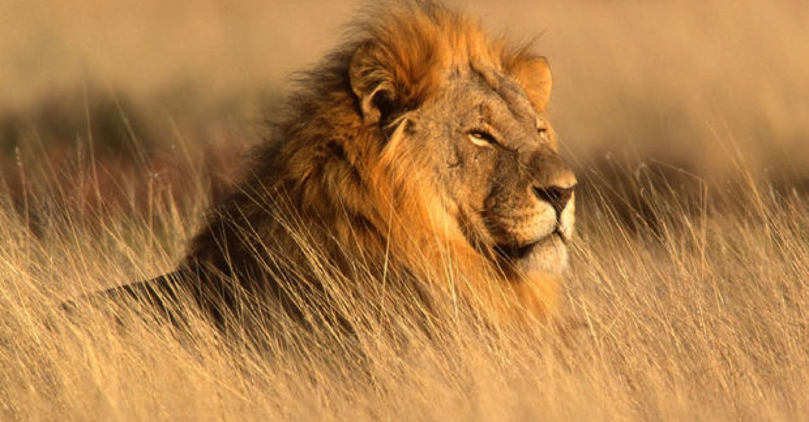 Mysterie van de dag: waarom hebben mannelijke leeuwen manen?