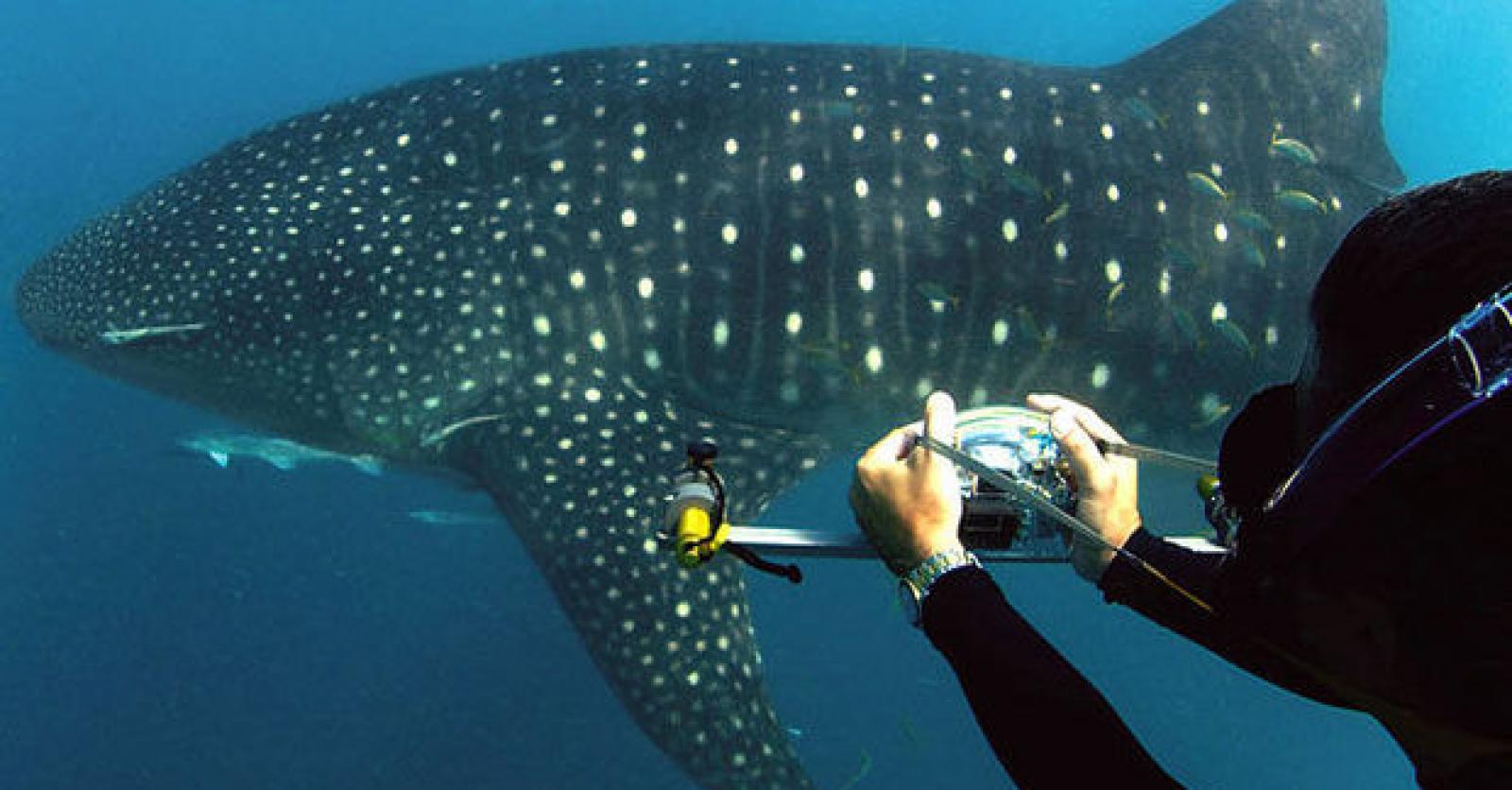 Grootste vis is mogelijk nog groter