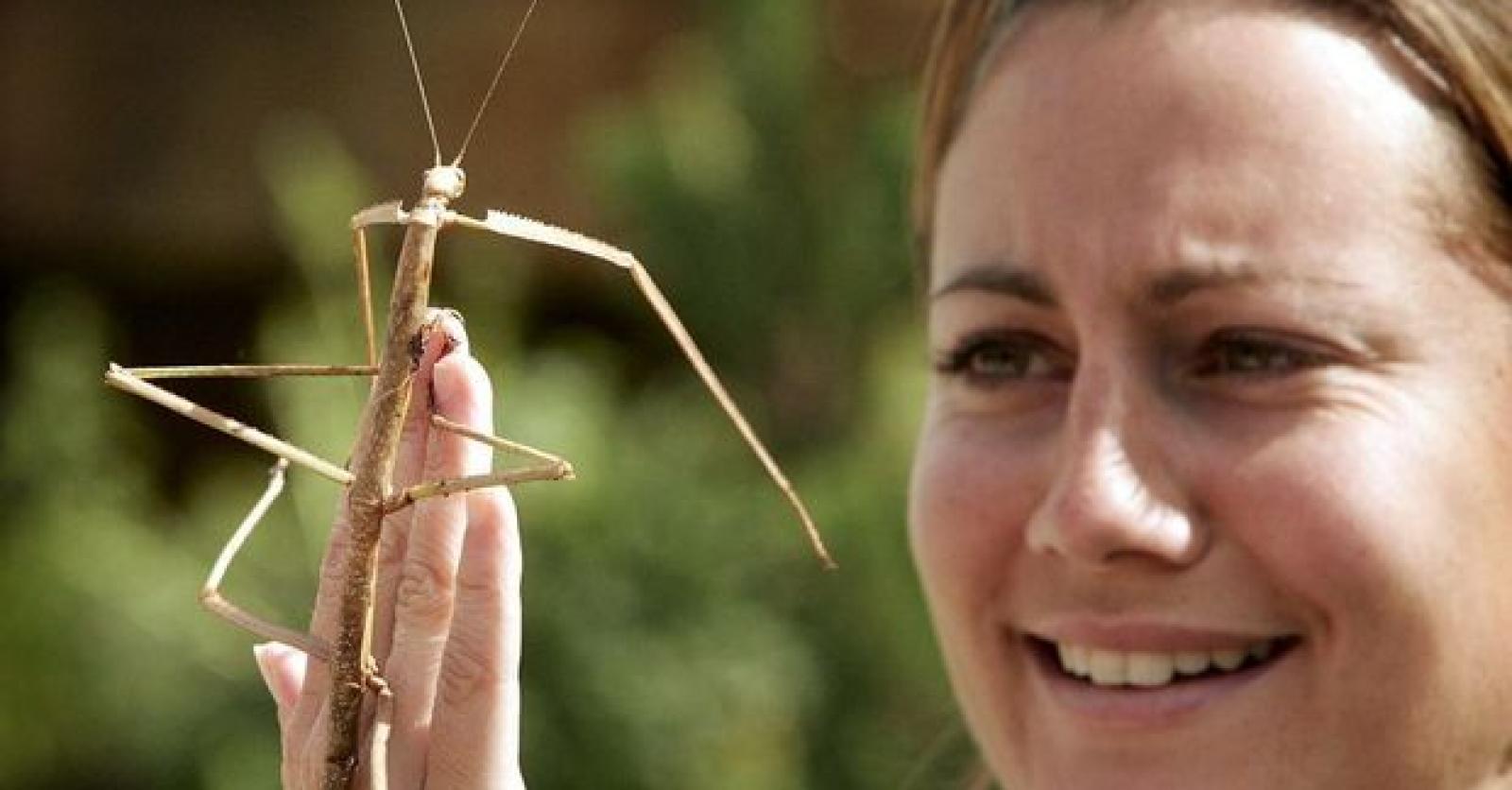 Langste insect is wandelende tak van 62 centimeter