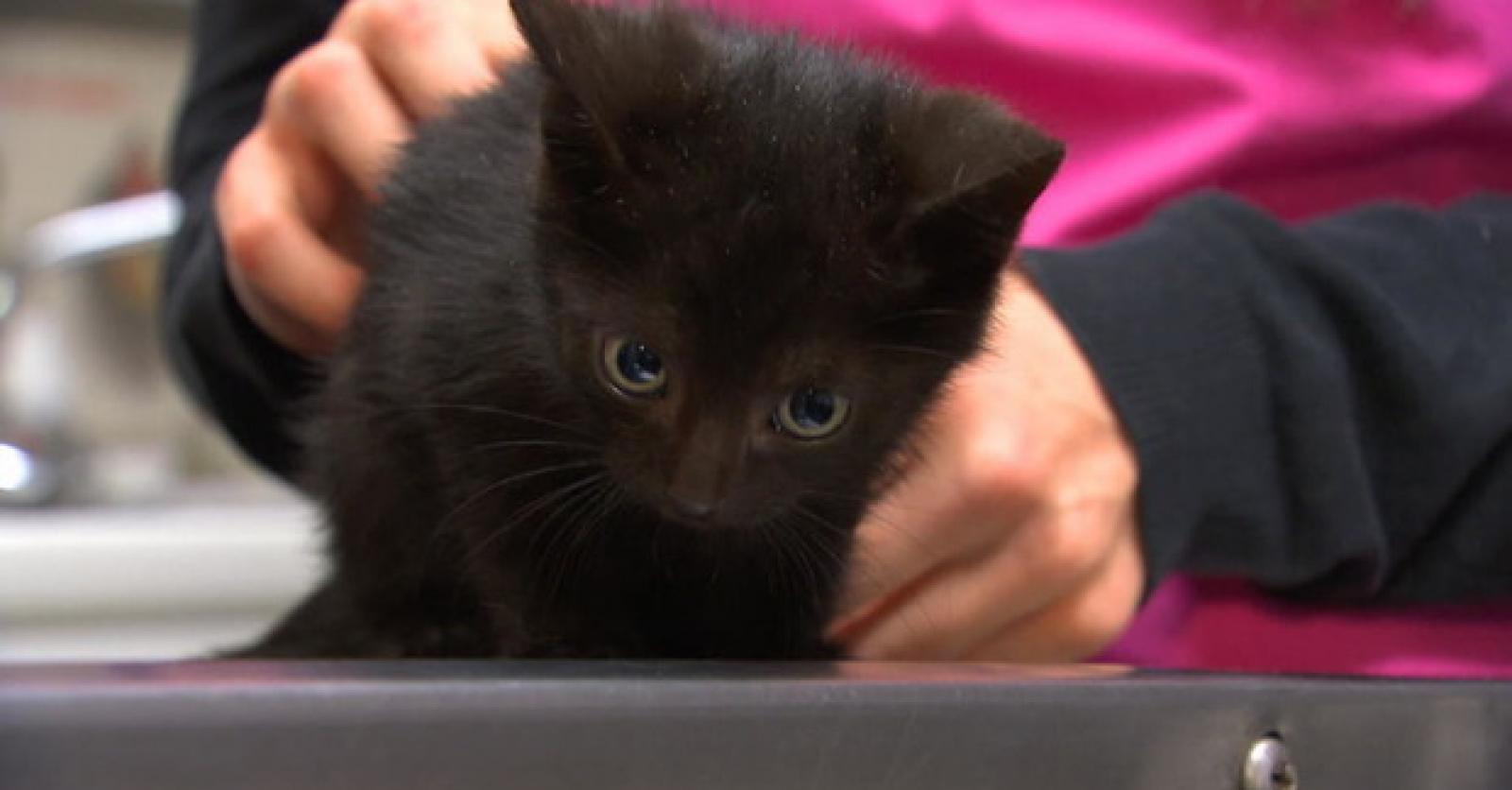 "Verplichte chip voor katten is flop"