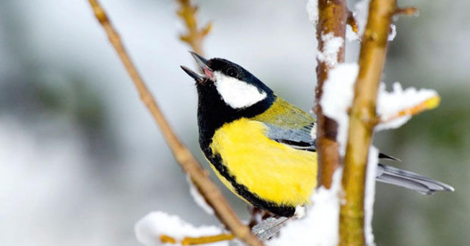 Zingende koolmezen geven veel prijs